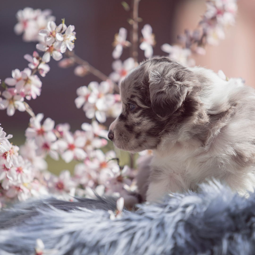 Private Journeys - Paws and Journey